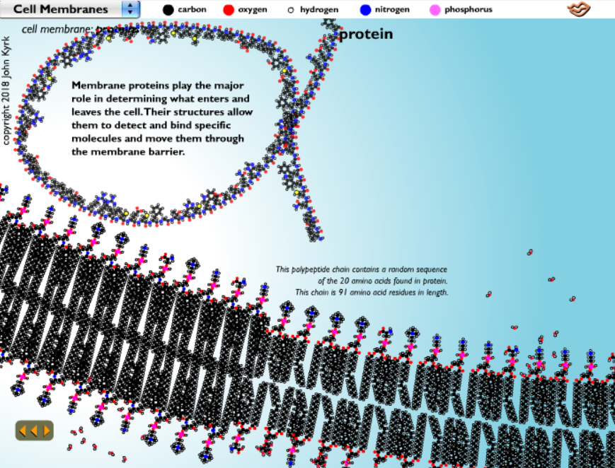 Cell Membranes - Play Online on Flash Museum 🕹️
