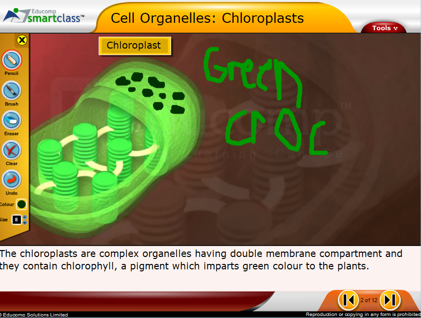 Cell Organelles: Chloroplasts - Play Online on Flash Museum 🕹️