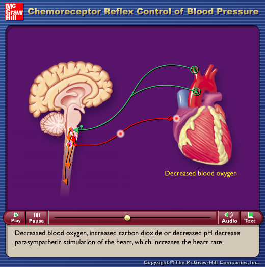 Chemoreceptor Reflex Control of Blood Pressure - Play Online on Flash ...