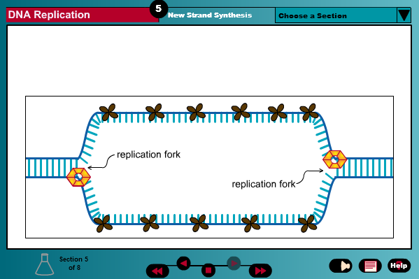 DNA Replication - Play Online on Flash Museum 🕹️