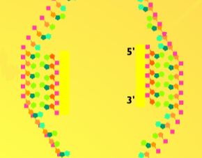 DNA Replication - Play Online on Flash Museum 🕹️