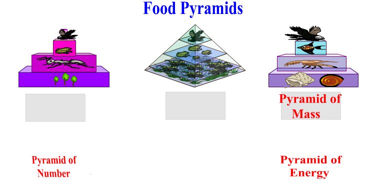 Food Pyramids - Play Online on Flash Museum 🕹️