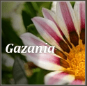 Gazania - Play Online on Flash Museum 🕹️