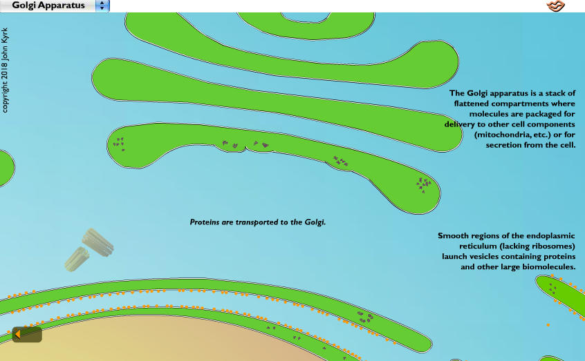Golgi Apparatus - Play Online on Flash Museum 🕹️