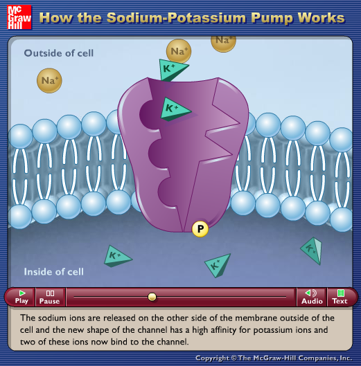 How the Sodium Potassium Pump Works - Play Online on Flash Museum 🕹️