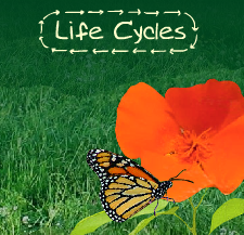 Sheppard Software Life Cycles Microsite - Play Online on Flash Museum 🕹️