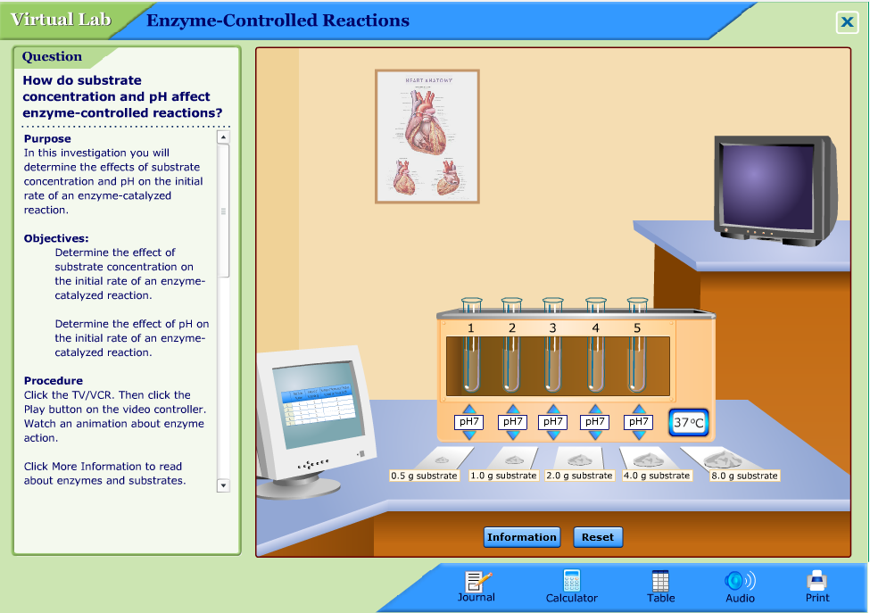Enzyme-Controlled Reactions - Play Online on Flash Museum 🕹️