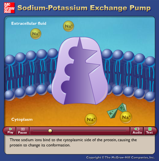 Sodium-Potassium Exchange Pump - Play Online on Flash Museum 🕹️